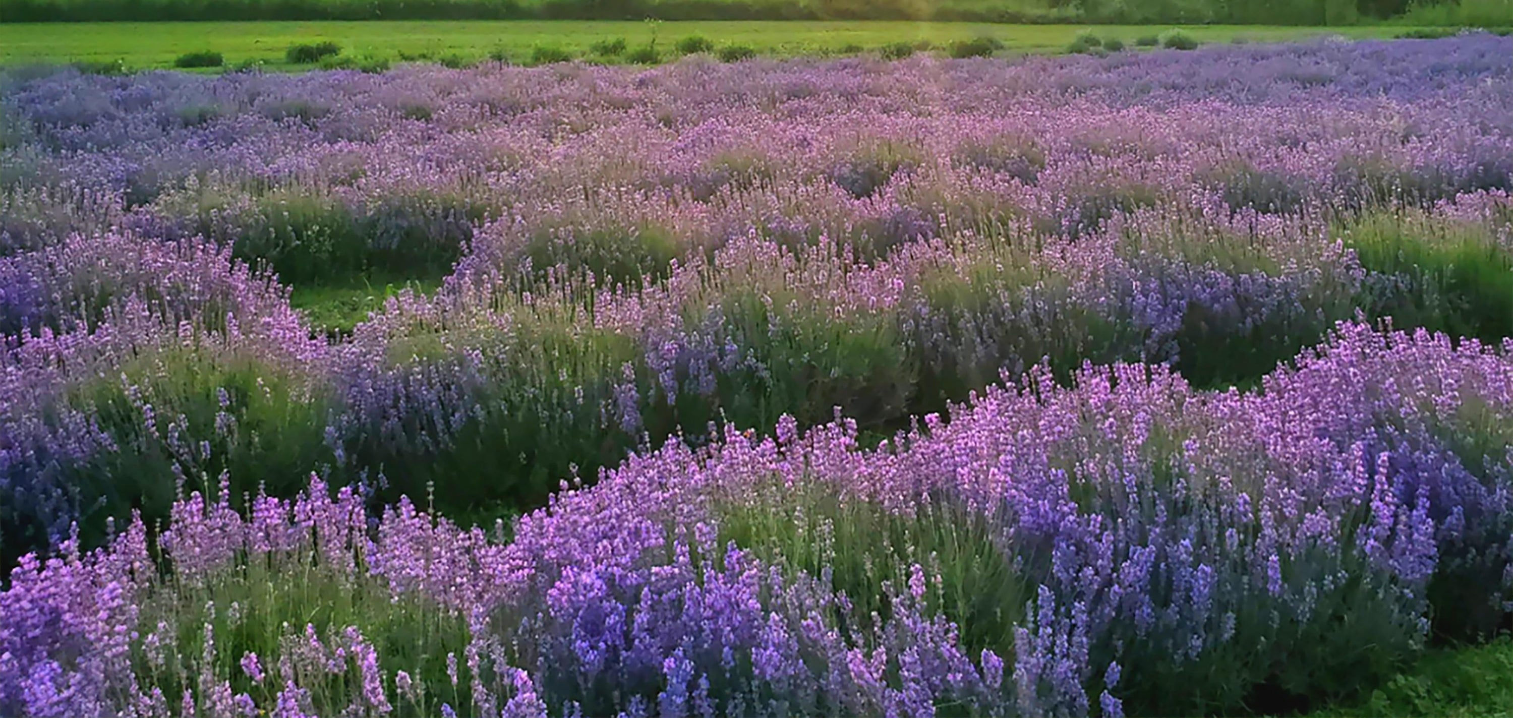 Lavenlair Farm